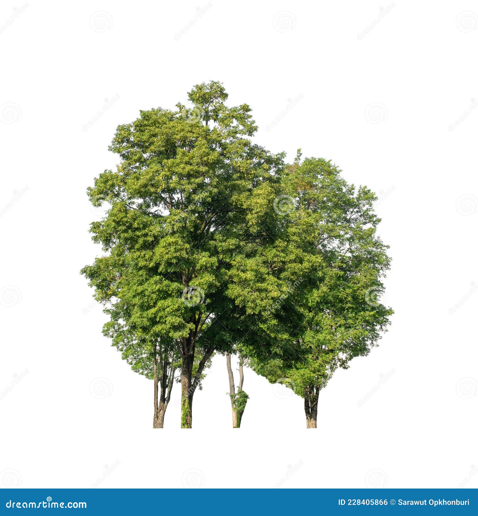 Trees that are Isolated on White Background are Suitable for Both ...