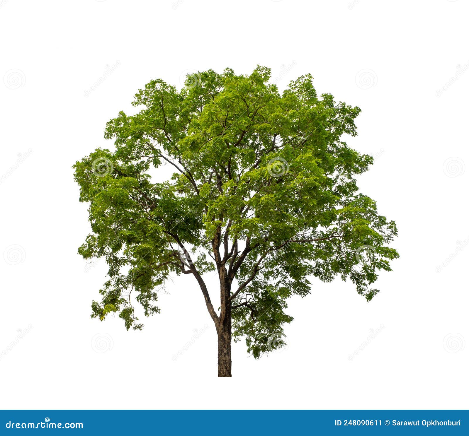 Tree that are Isolated on a White Background are Suitable for Both ...