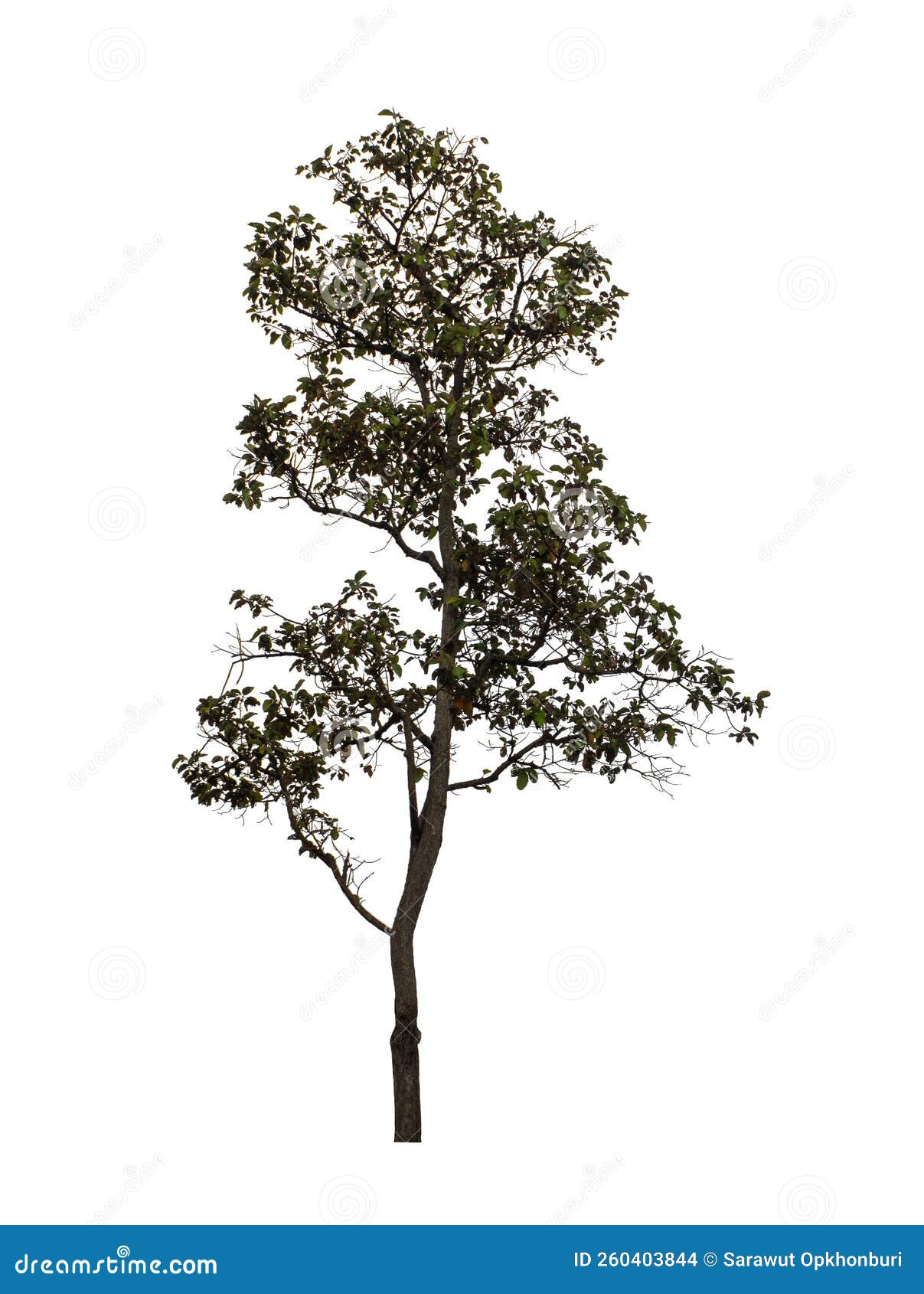 Tree that are Isolated on a White Background are Suitable for Both ...