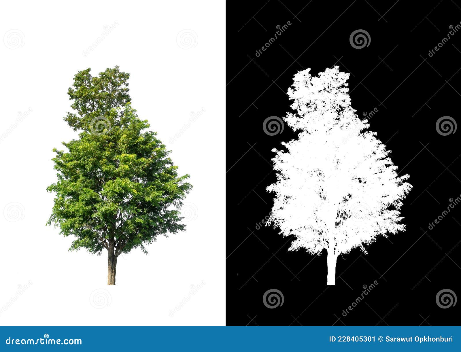 Isolated Single Tree on a White Background Tree Isolated on White ...