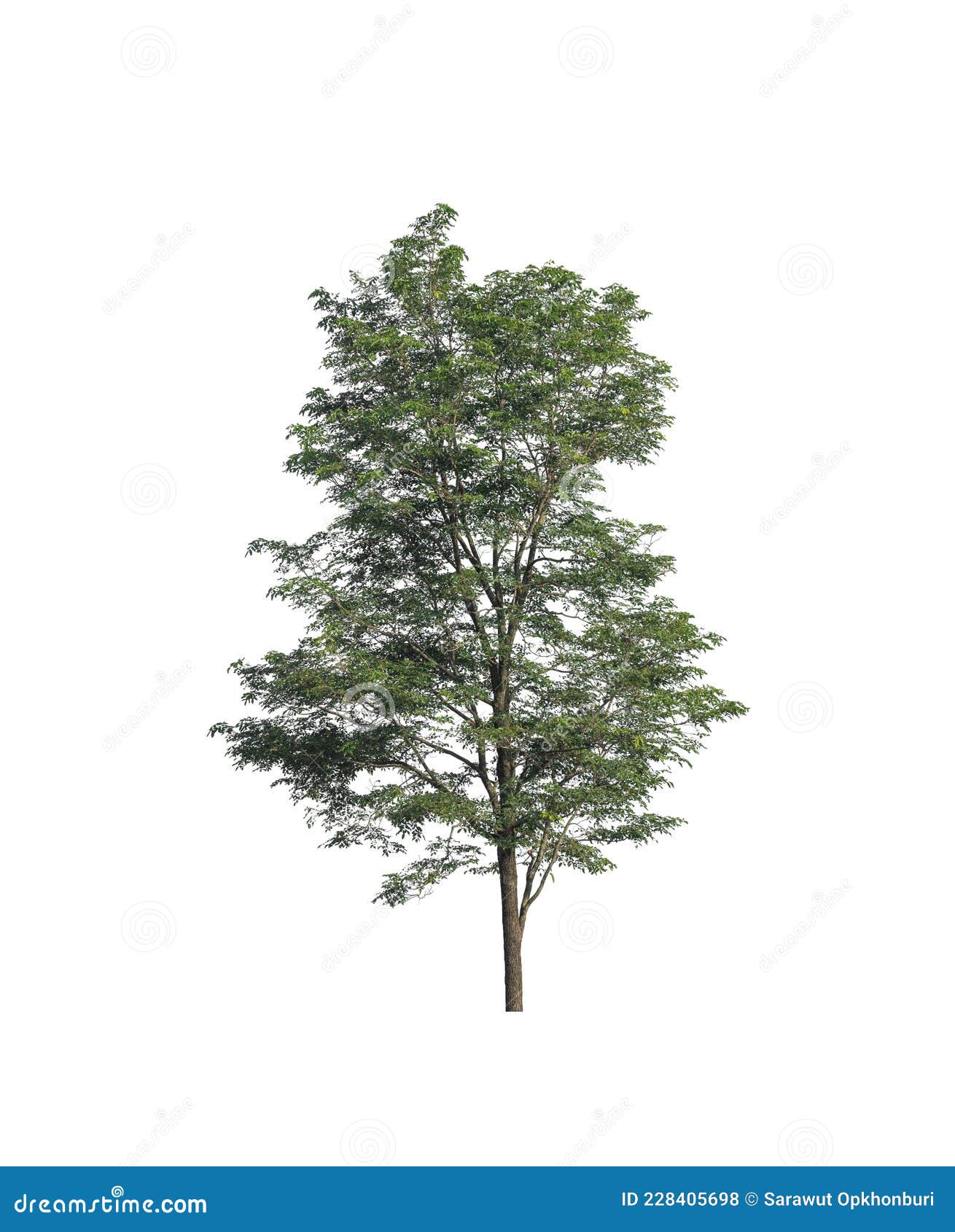 Isolated Single Tree on a White Background for Web Page Stock Photo ...
