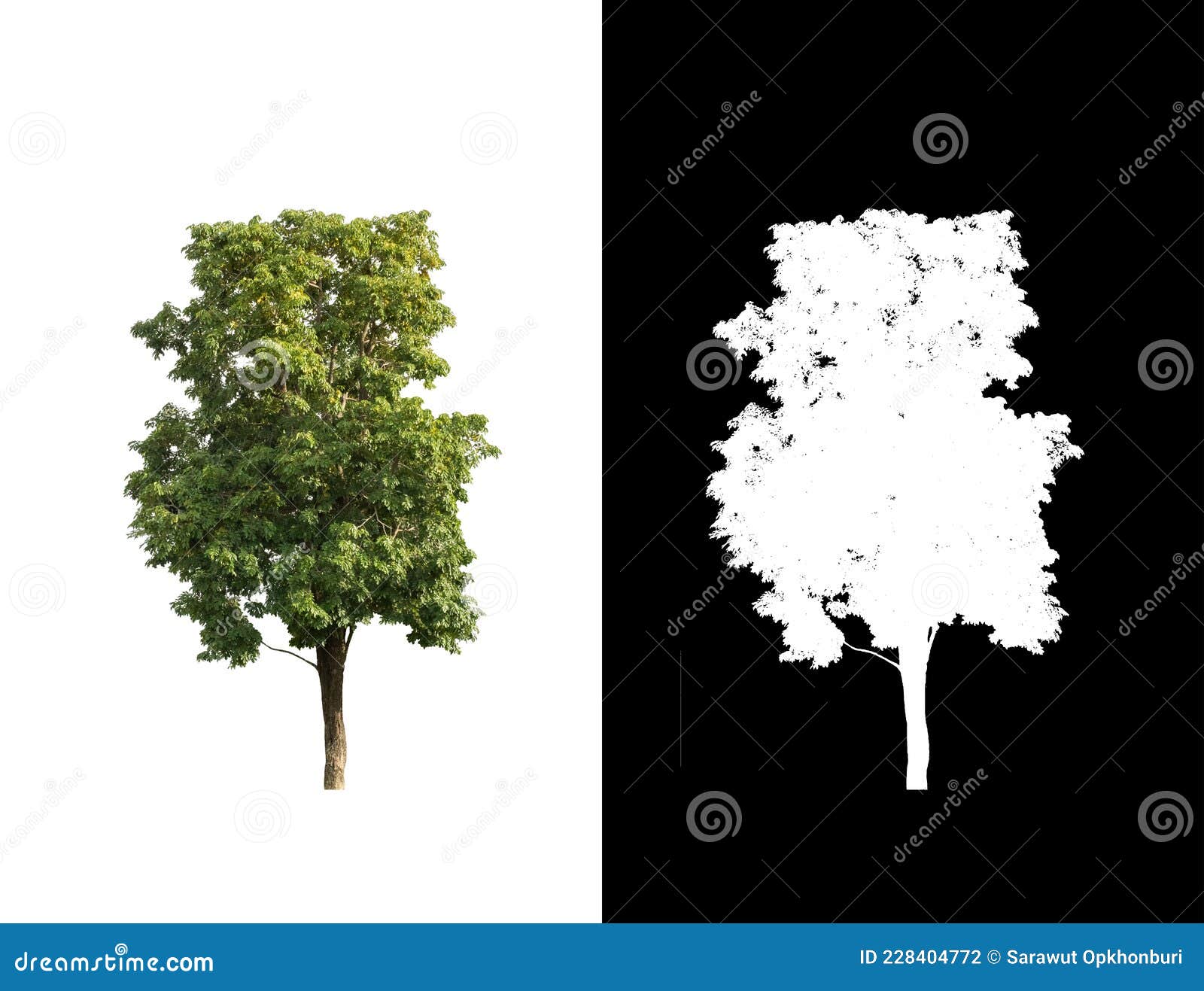 Isolated Tree on Transparent Picture Background with Clipping Path ...