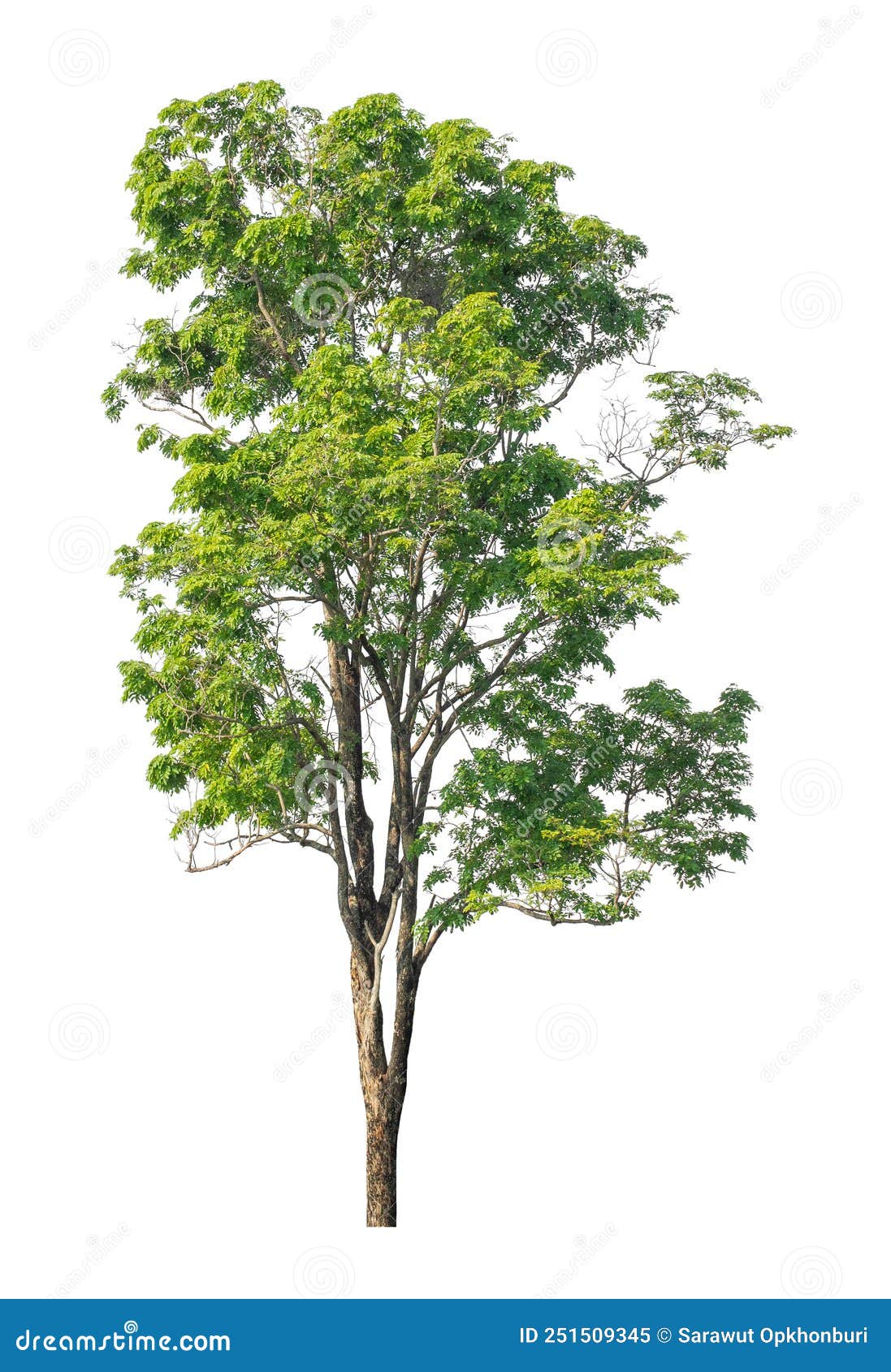 Tree that are Isolated on a White Background are Suitable for Both ...