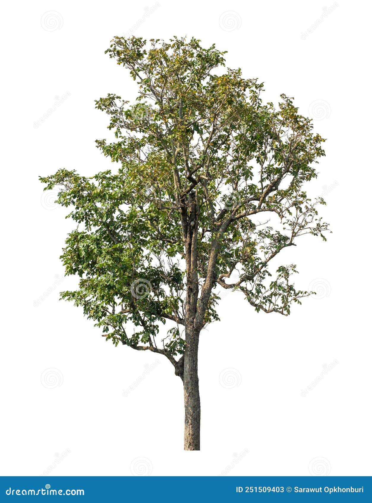 Tree that are Isolated on a White Background are Suitable for Both ...