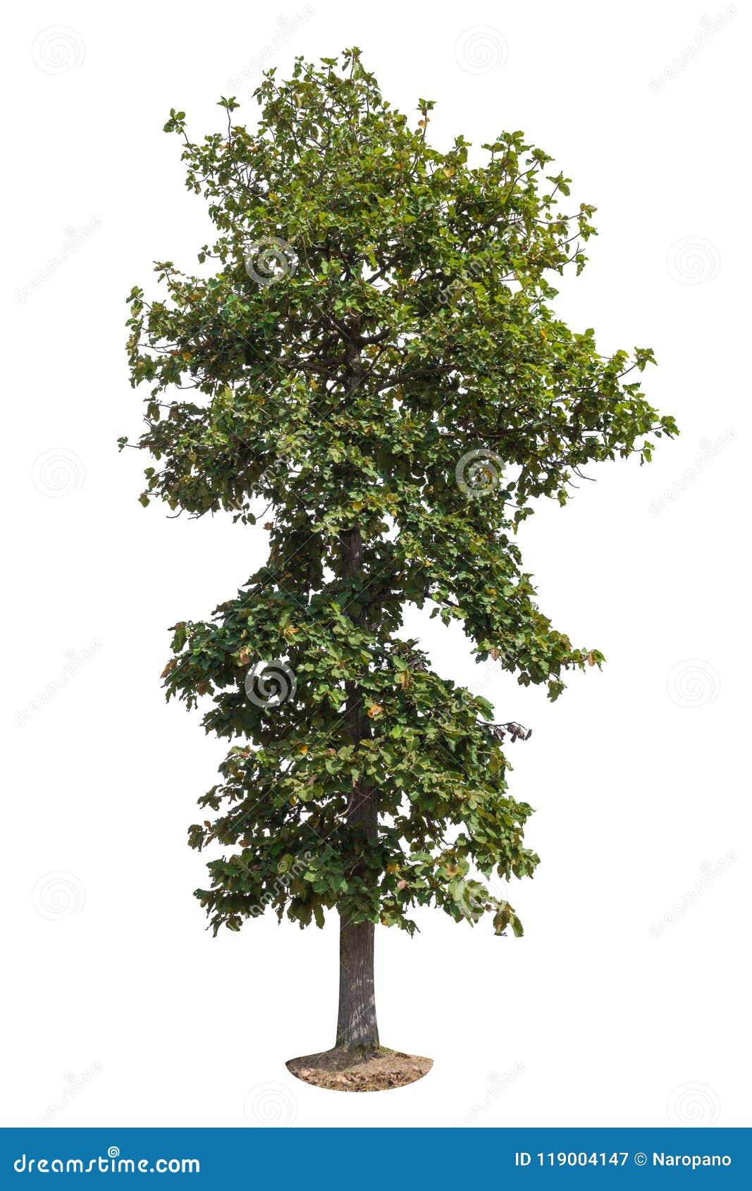 Tree isolated on a white stock image. Image of foliage - 119004147
