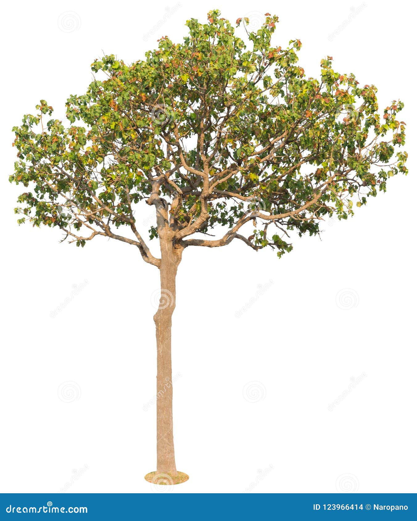 Tree Isolated on White Background Stock Photo - Image of outdoors ...