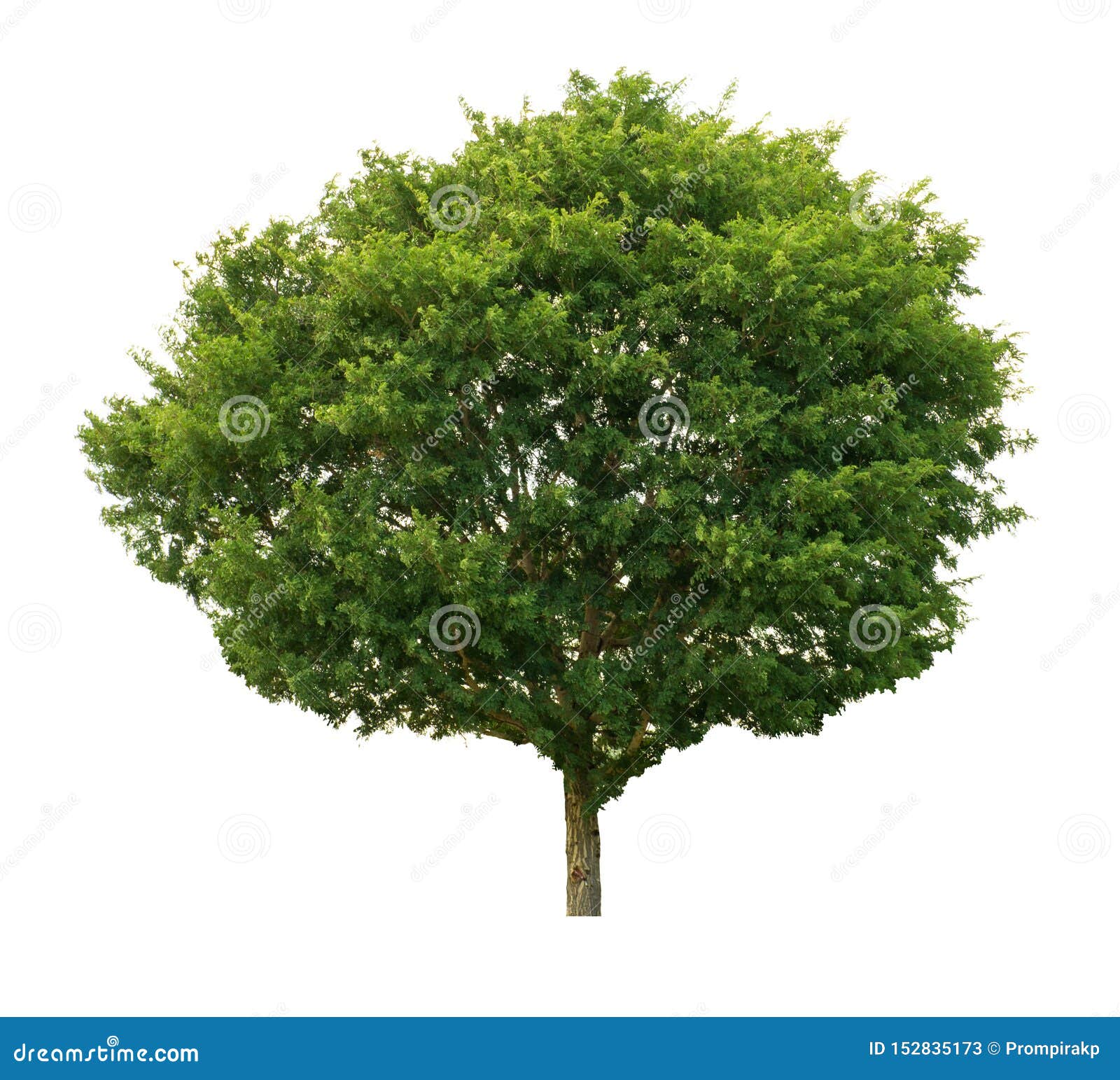 Tree Isolated on White Background Stock Image - Image of leave, isolate ...