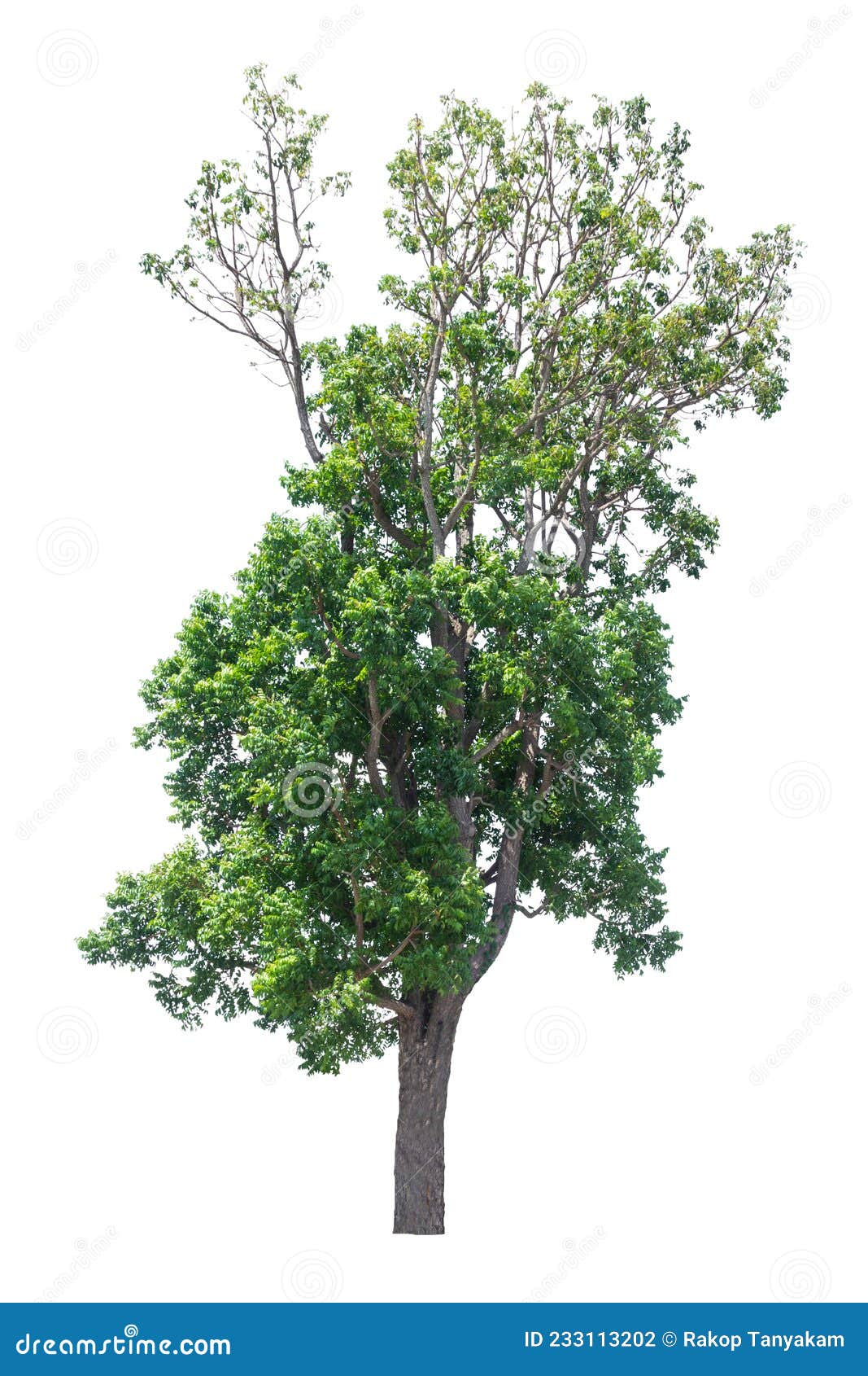 Tree Isolated on White Background Stock Photo - Image of lonely ...