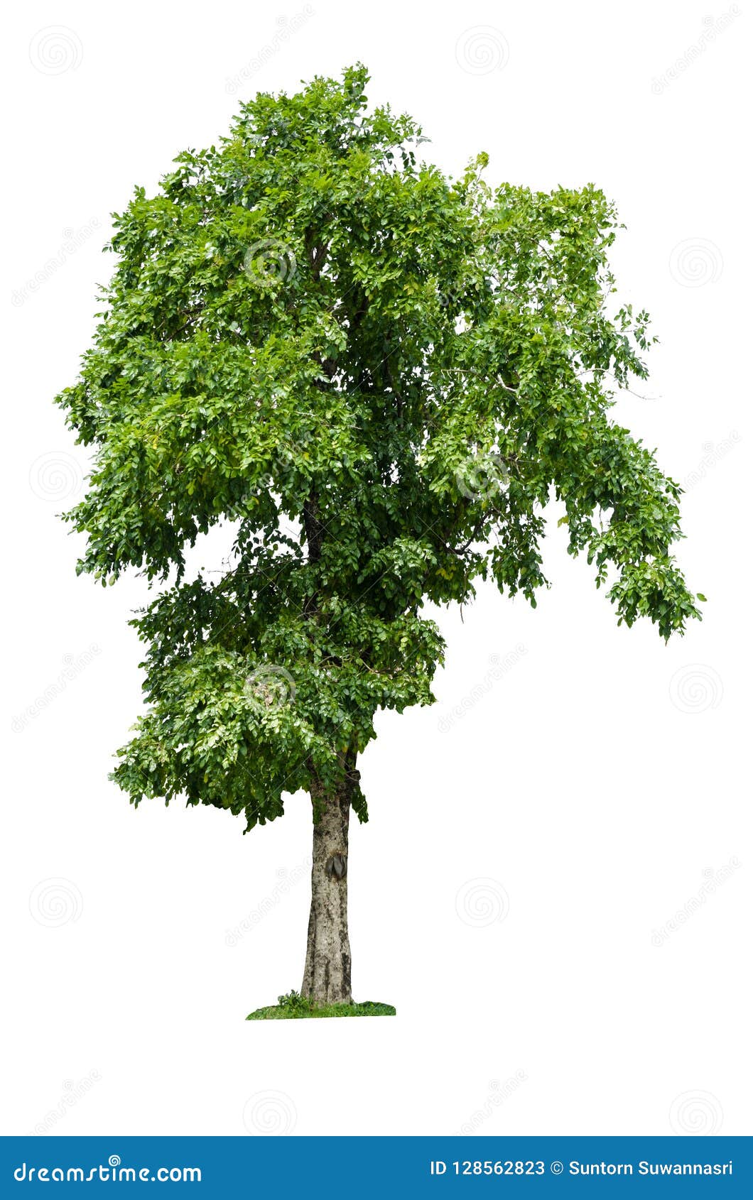 Tree Isolated on White Background Stock Image - Image of buddhist ...
