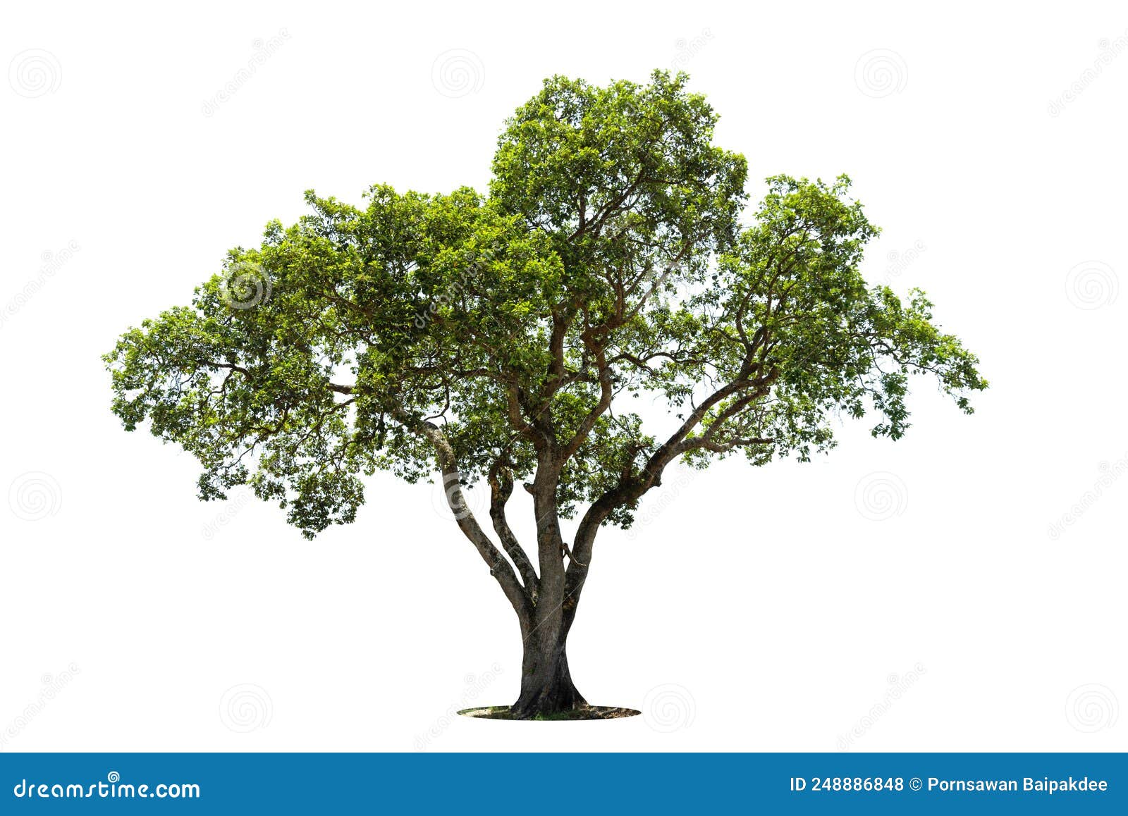 Tree Isolated on White Background Stock Photo - Image of garden ...