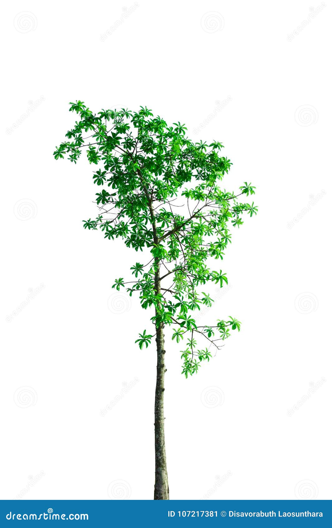 Tree Isolated on White Background Stock Illustration - Illustration of ...