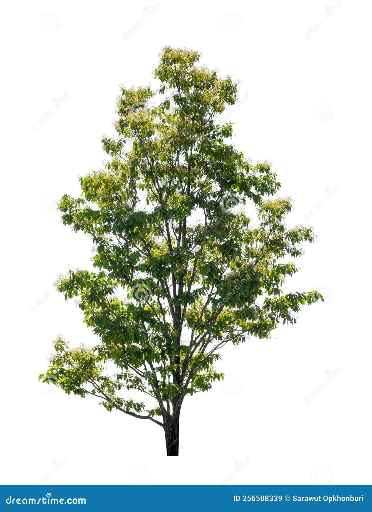 Tree that are Isolated on a White Background are Suitable for Both ...