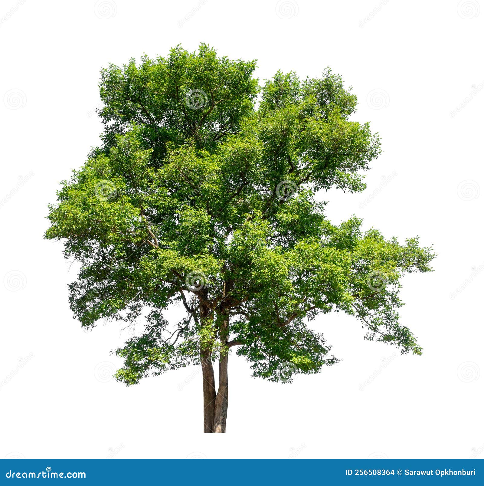Tree that are Isolated on a White Background are Suitable for Both ...