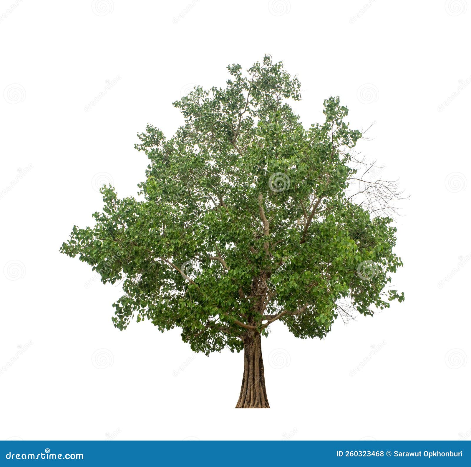 Tree that are Isolated on a White Background are Suitable for Both ...