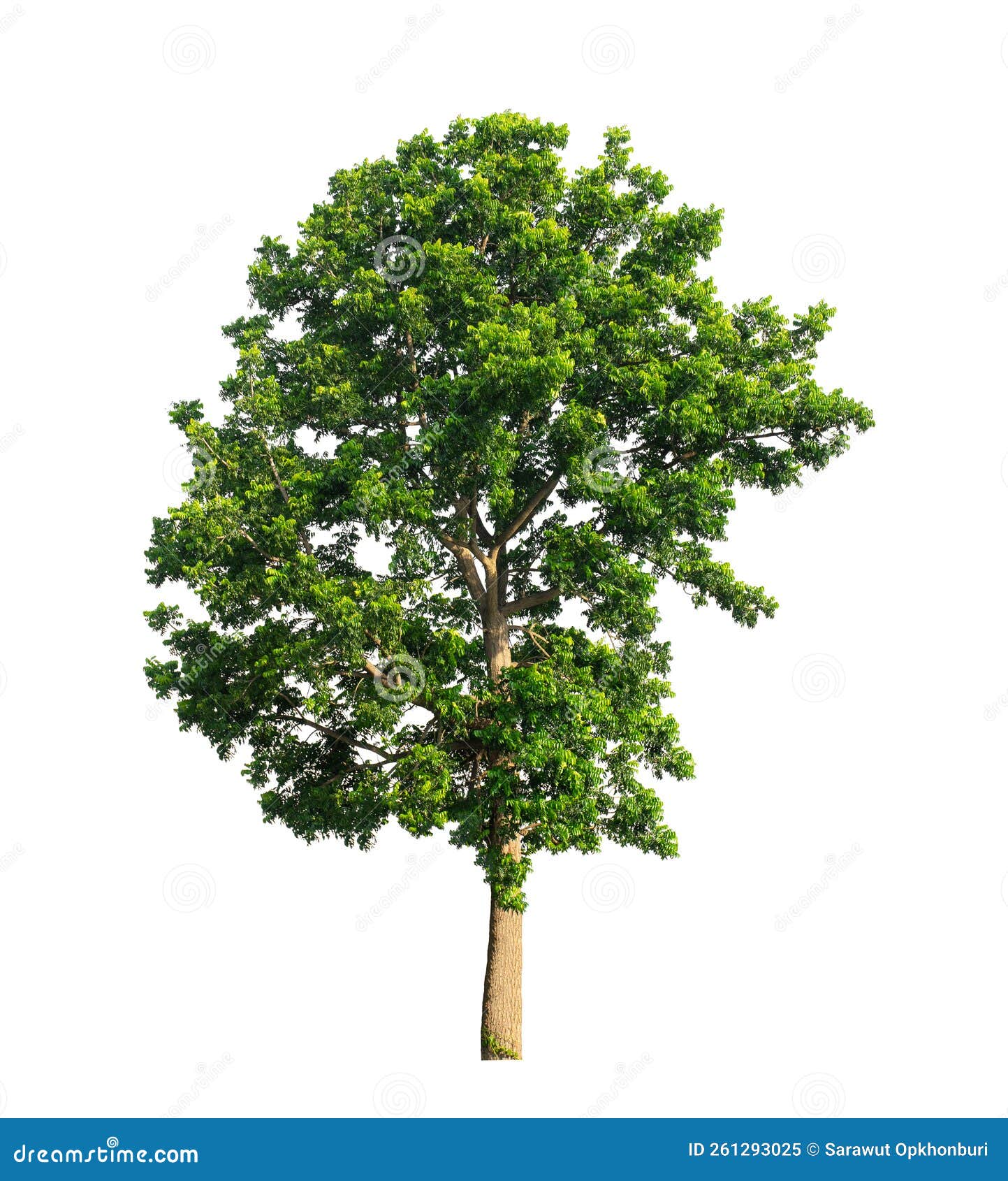 Tree that are Isolated on a White Background are Suitable for Both ...