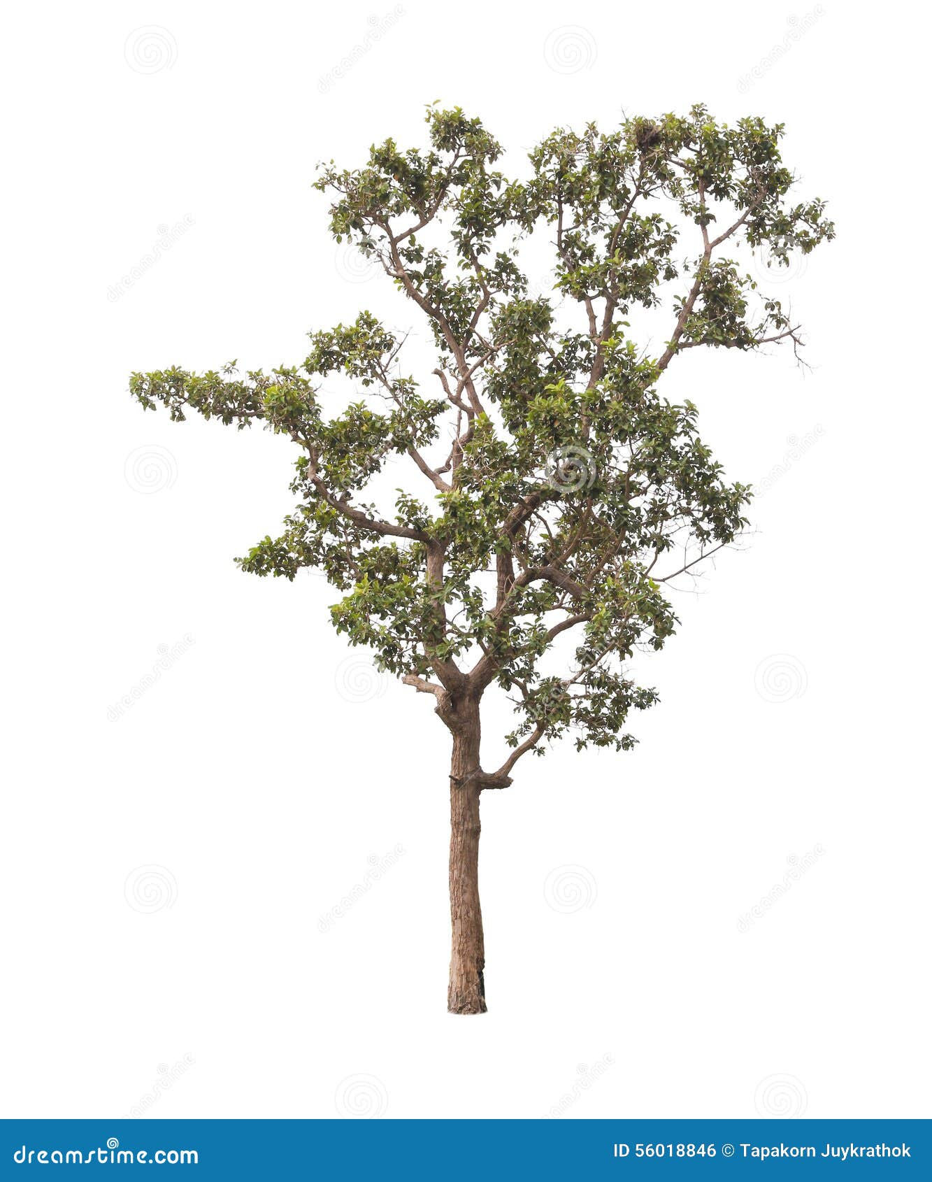 Tree Isolated on White Background Stock Illustration - Illustration of ...
