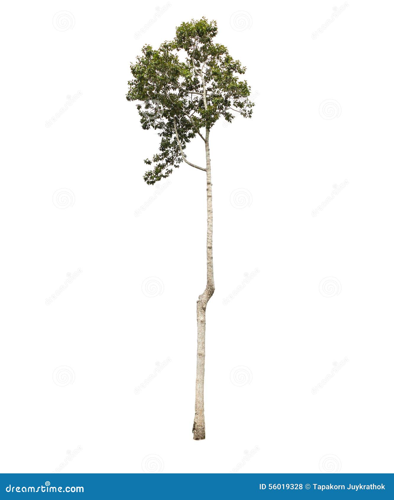 Tree Isolated on White Background Stock Photo - Image of growing, field ...