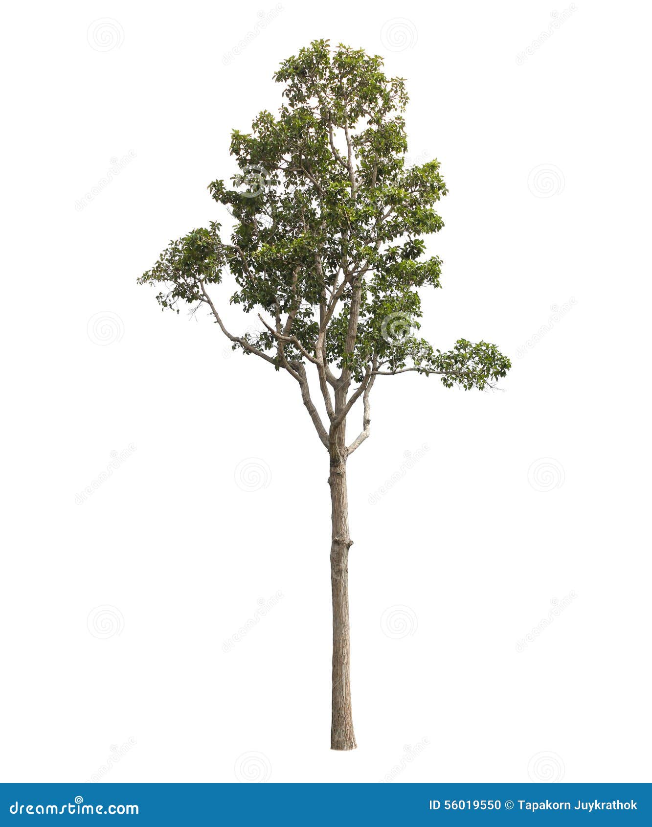 Tree Isolated on White Background Stock Illustration - Illustration of ...