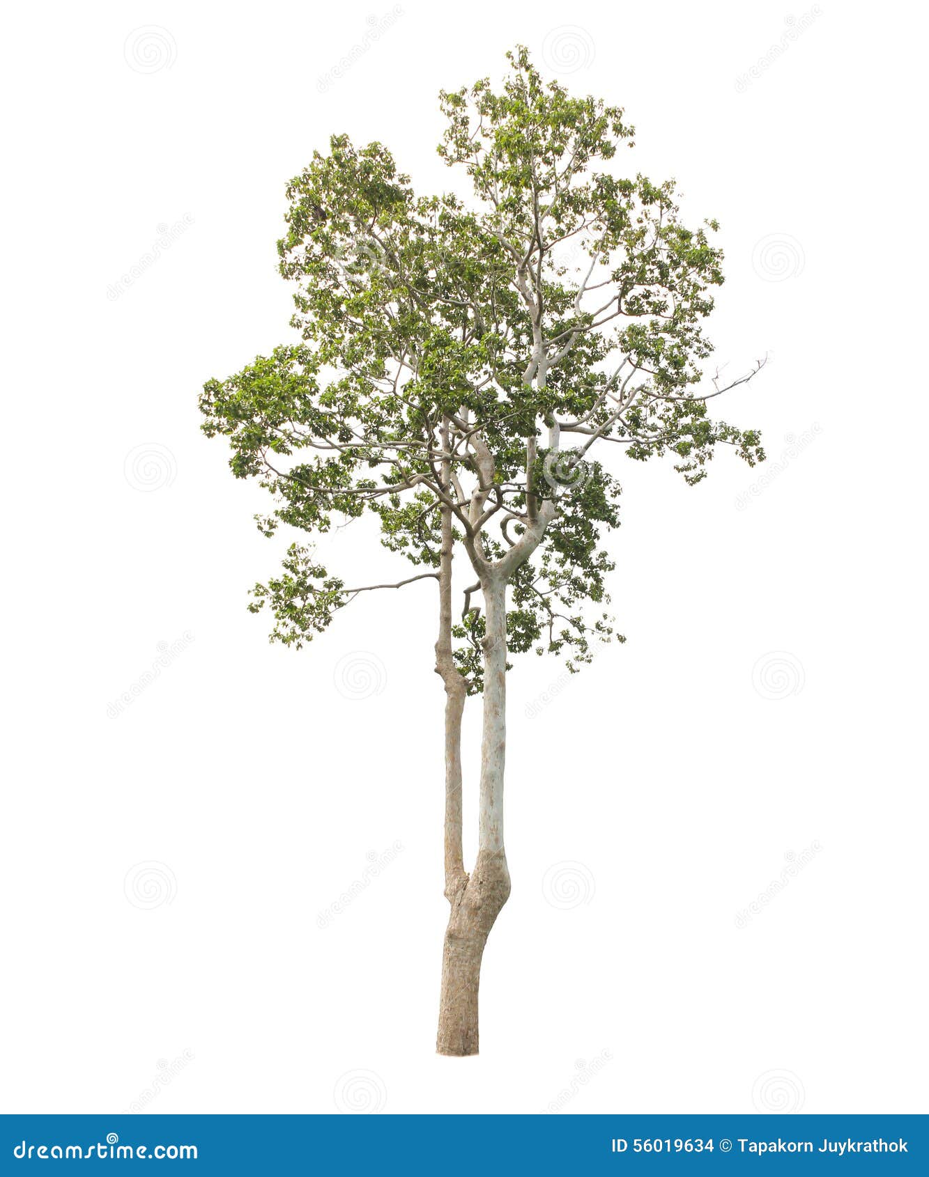 Tree Isolated on White Background Stock Illustration - Illustration of ...