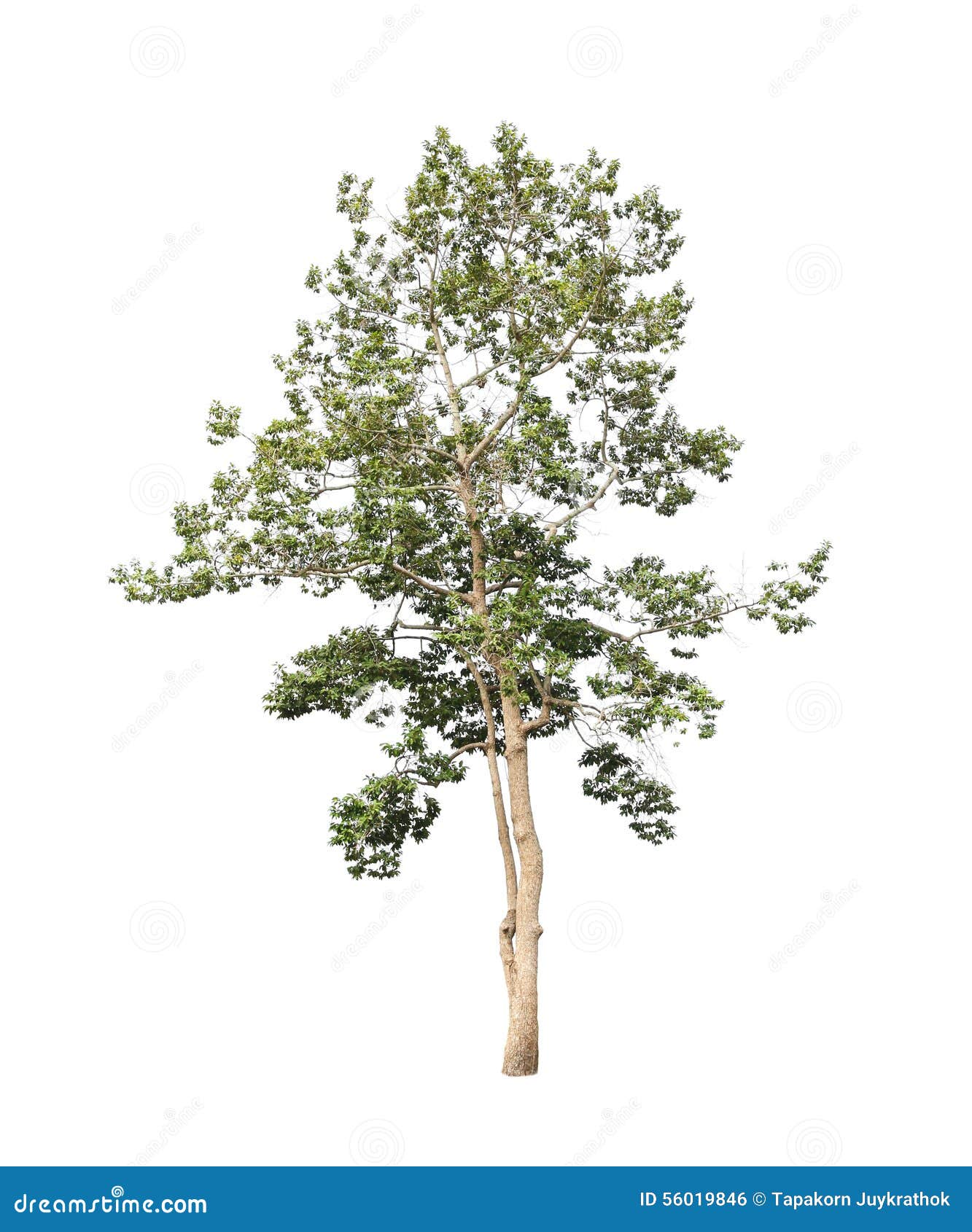 Tree Isolated on White Background Stock Illustration - Illustration of ...