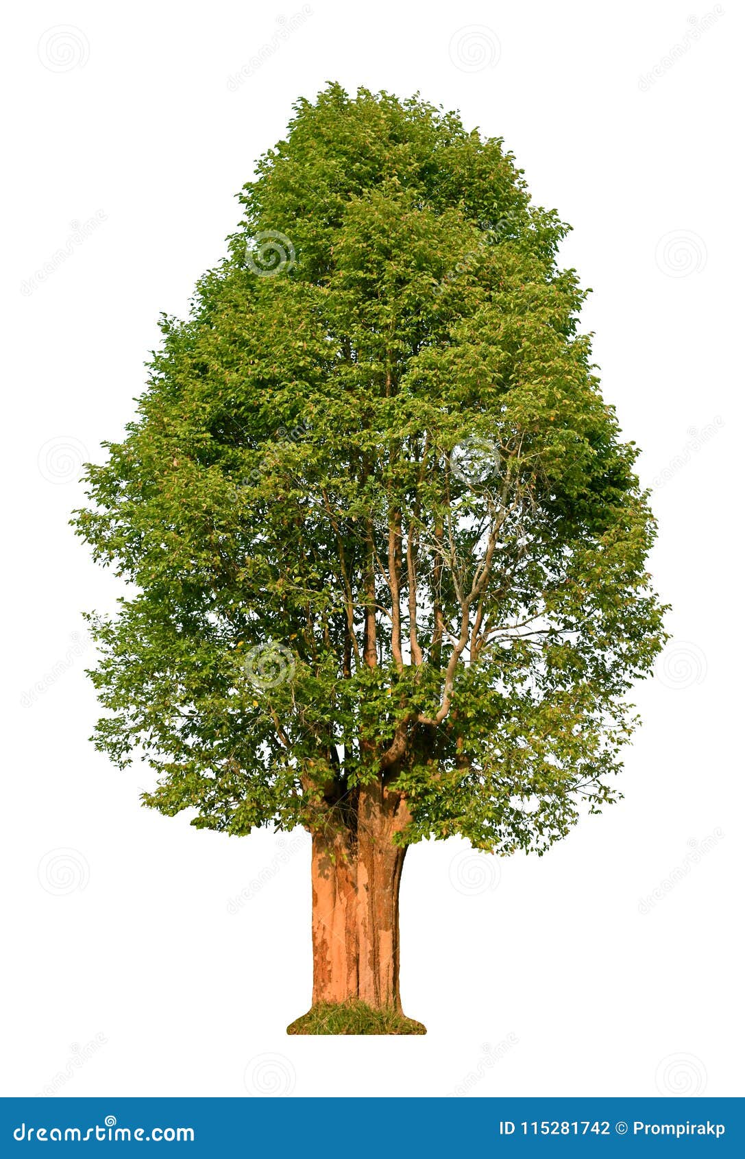 Tree Isolated on White Background, Tropical Tree Isolated Stock Photo ...