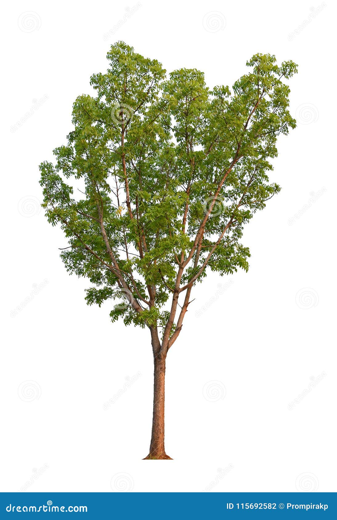 Tree Isolated on White Background, Tropical Tree Isolated Stock Photo ...