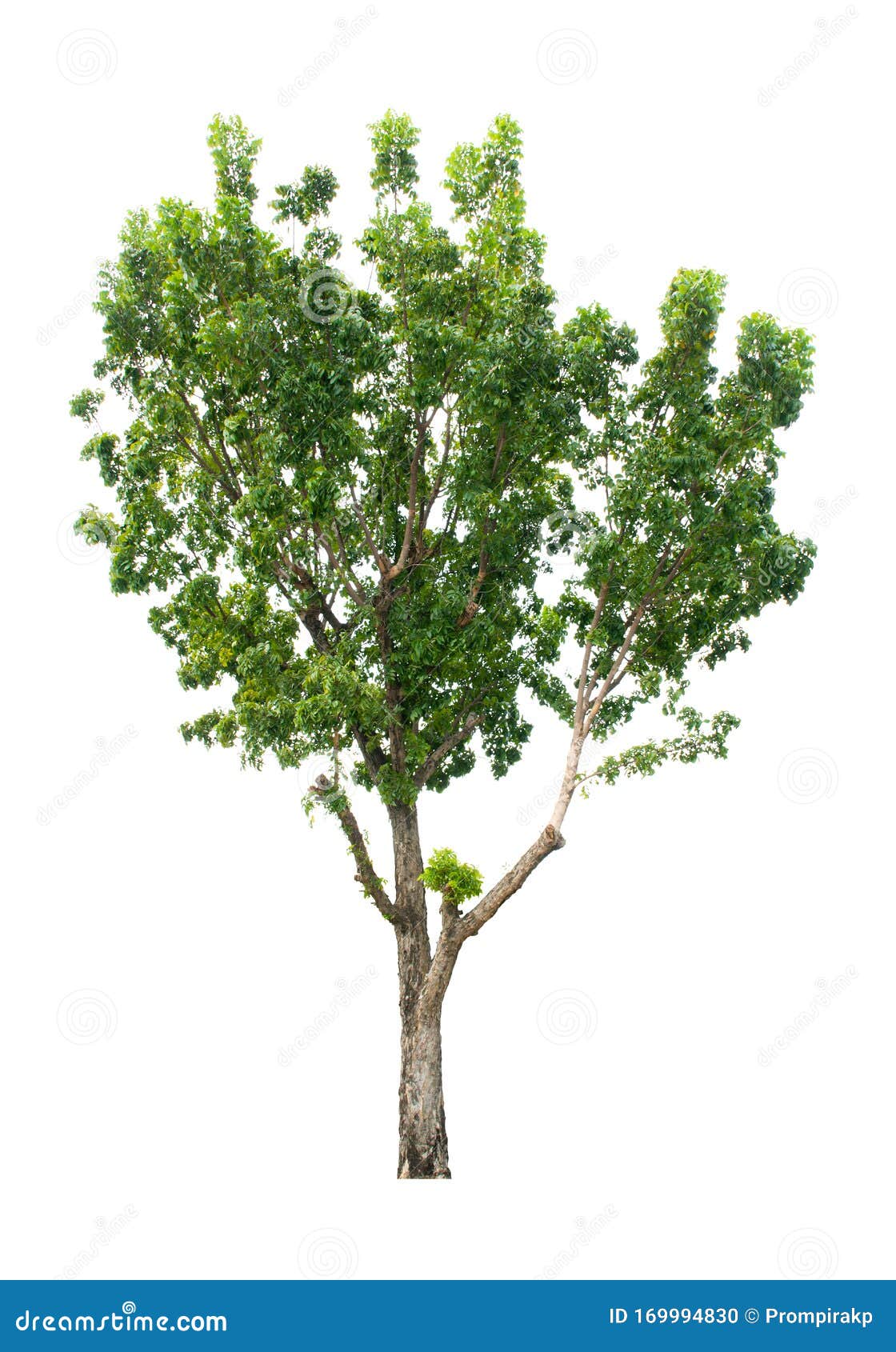 Tree Isolated on White Background for Use in Architectural Design or ...
