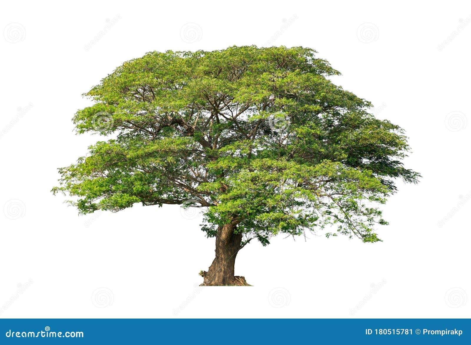Tree Isolated on White Background for Use in Architectural Design or ...
