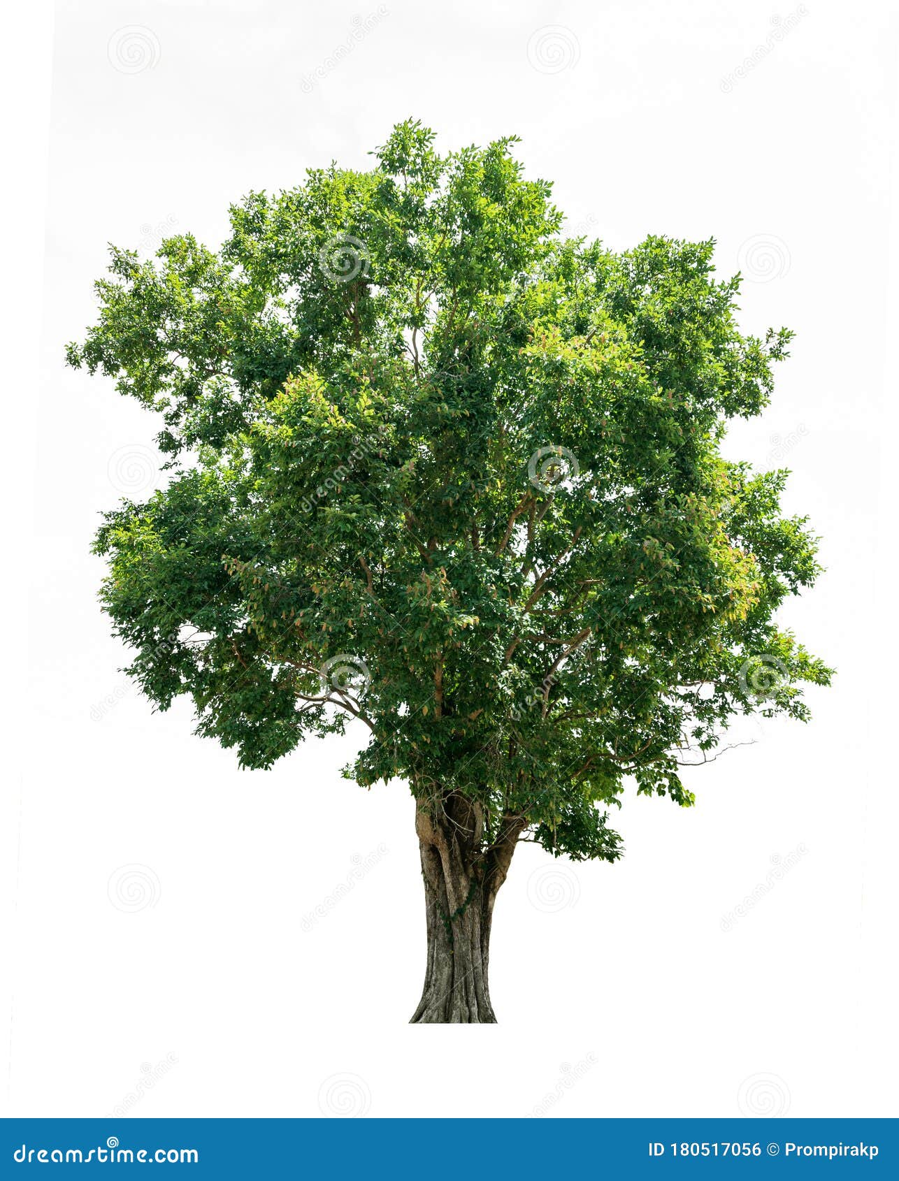 Tree Isolated on White Background for Use in Architectural Design or ...