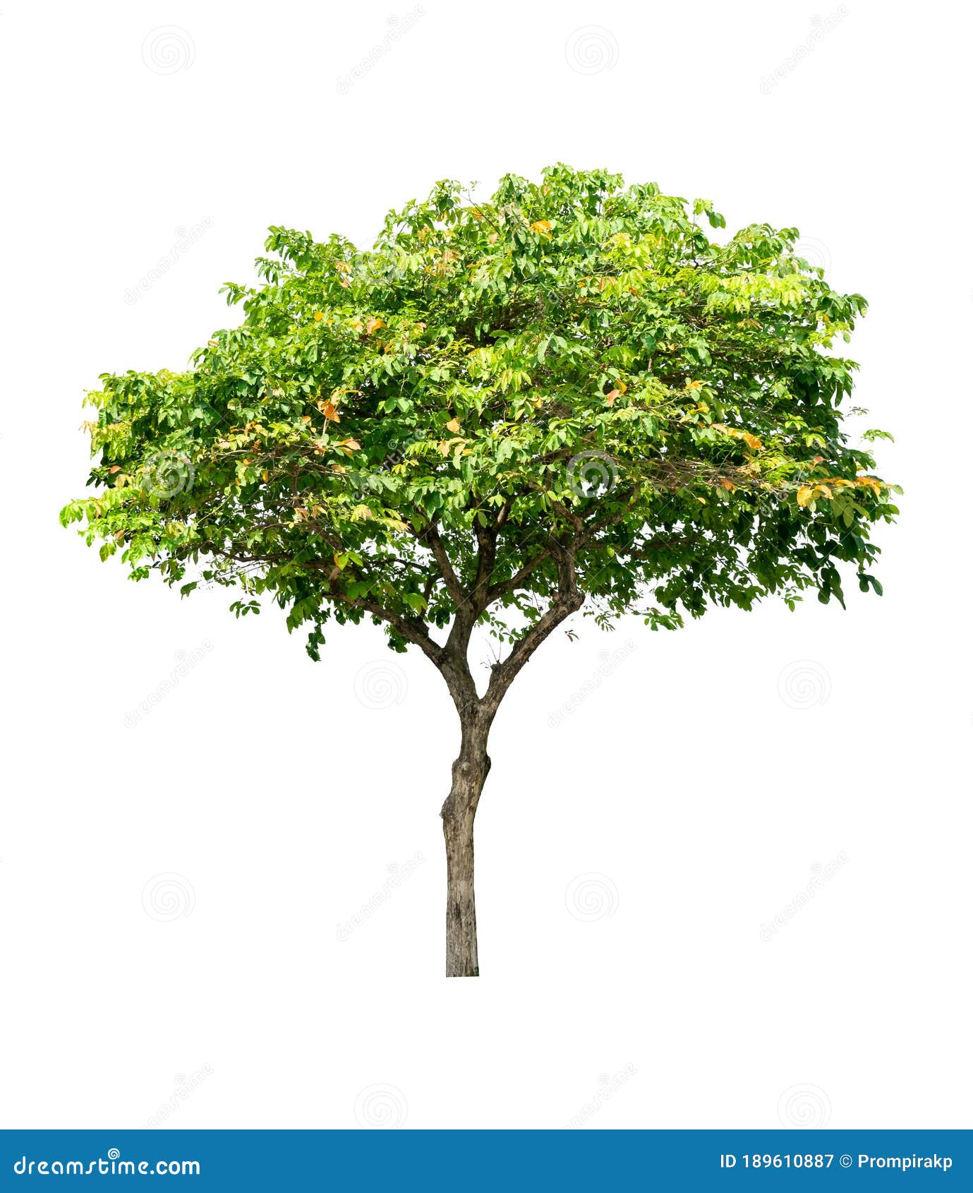 Tree Isolated on White Background for Use in Architectural Design or ...