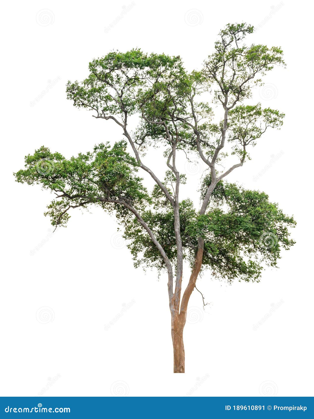 Tree Isolated on White Background for Use in Architectural Design or ...