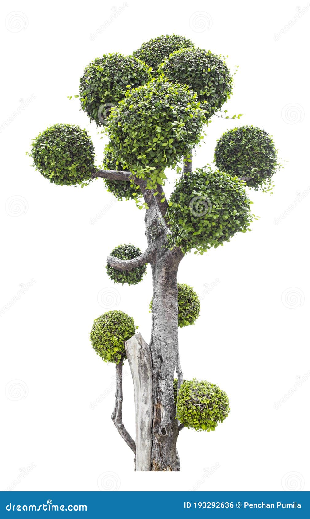 Tree Isolated on White Background Stock Photo - Image of large, branch ...