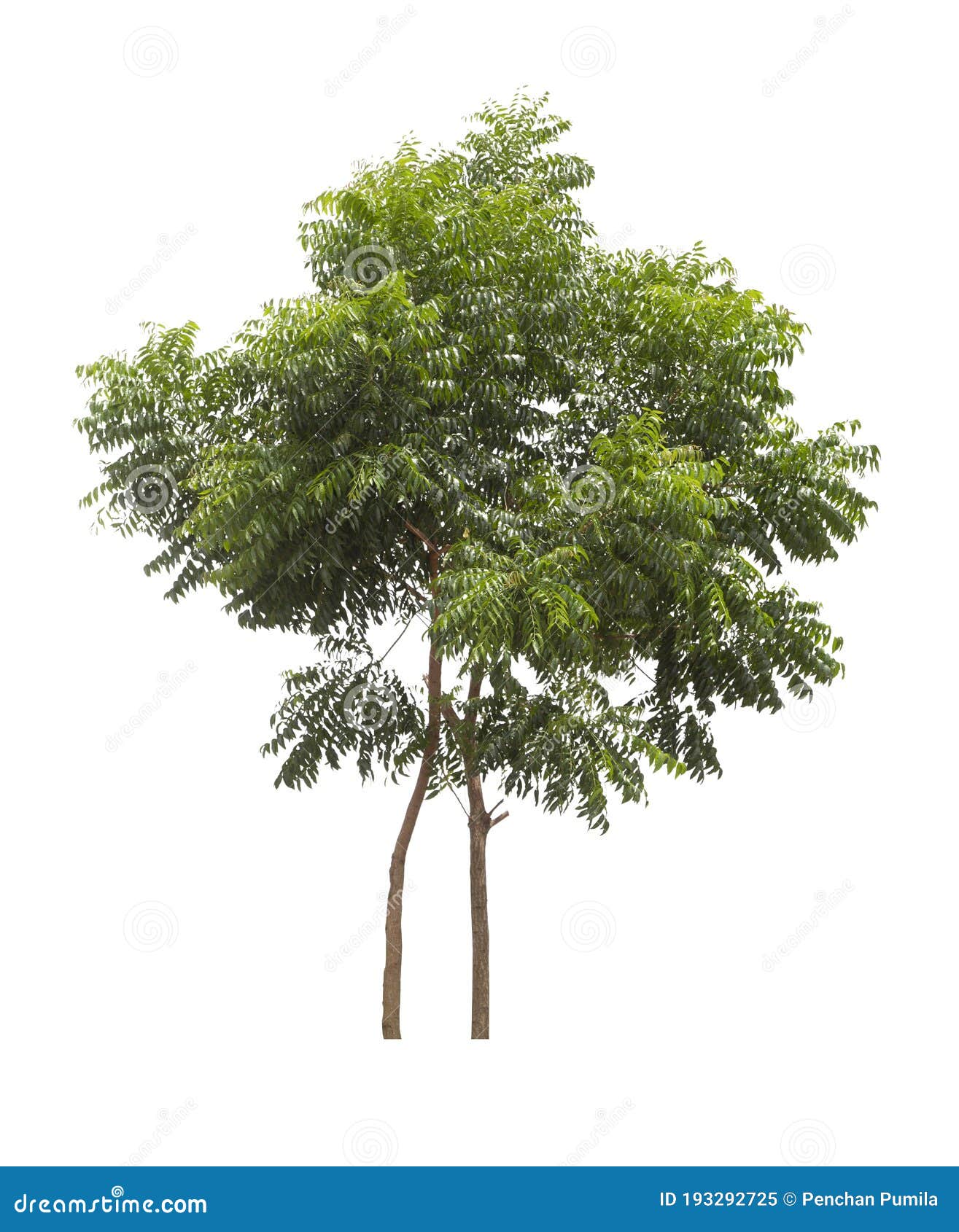 Tree Isolated on White Background Stock Image - Image of decorative ...