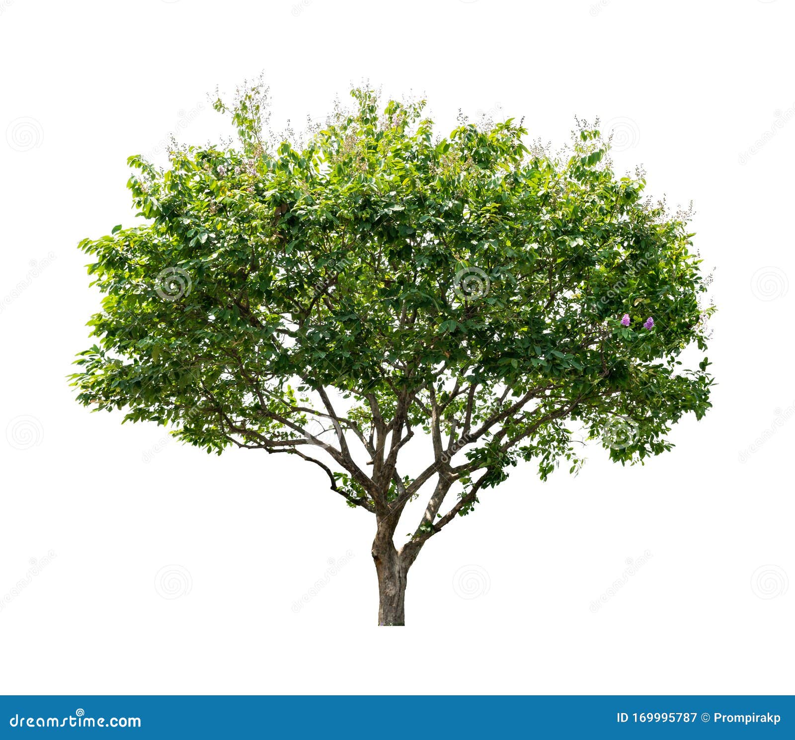 Tree Isolated on White Background for Use in Architectural Design or ...