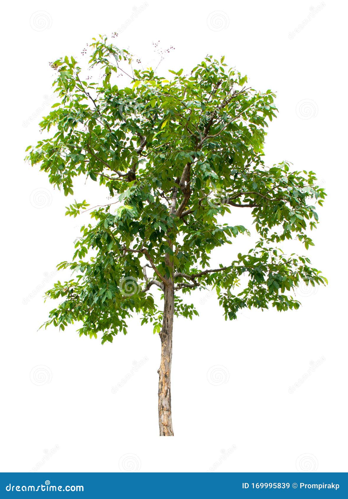 Tree Isolated on White Background for Use in Architectural Design or ...