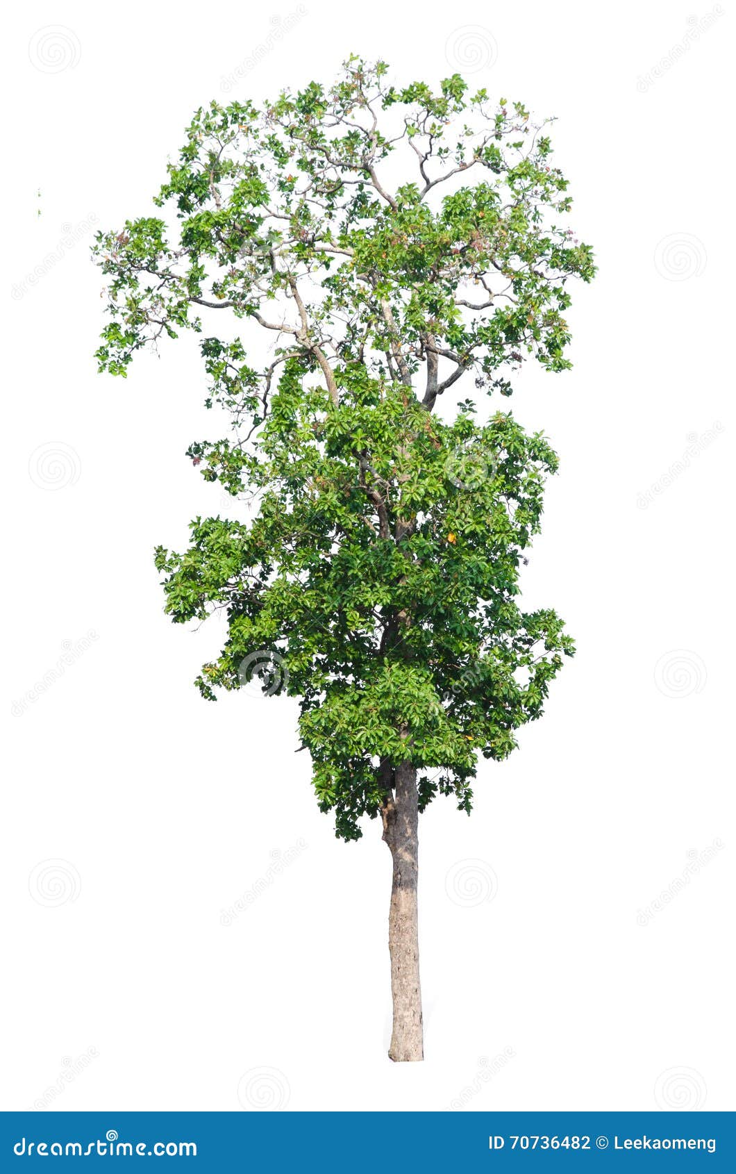 Tree isolated on white stock photo. Image of chinese - 70736482