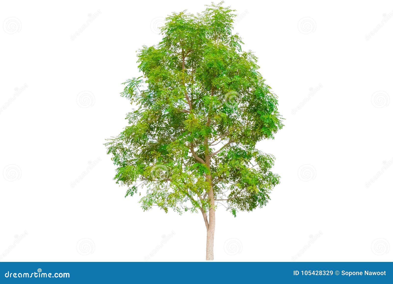 Tree isolation stock image. Image of isolated, twigs - 105428329