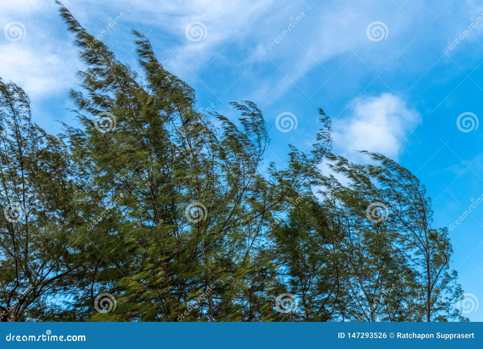 Tree Isolation on White Background Stock Photo - Image of group ...