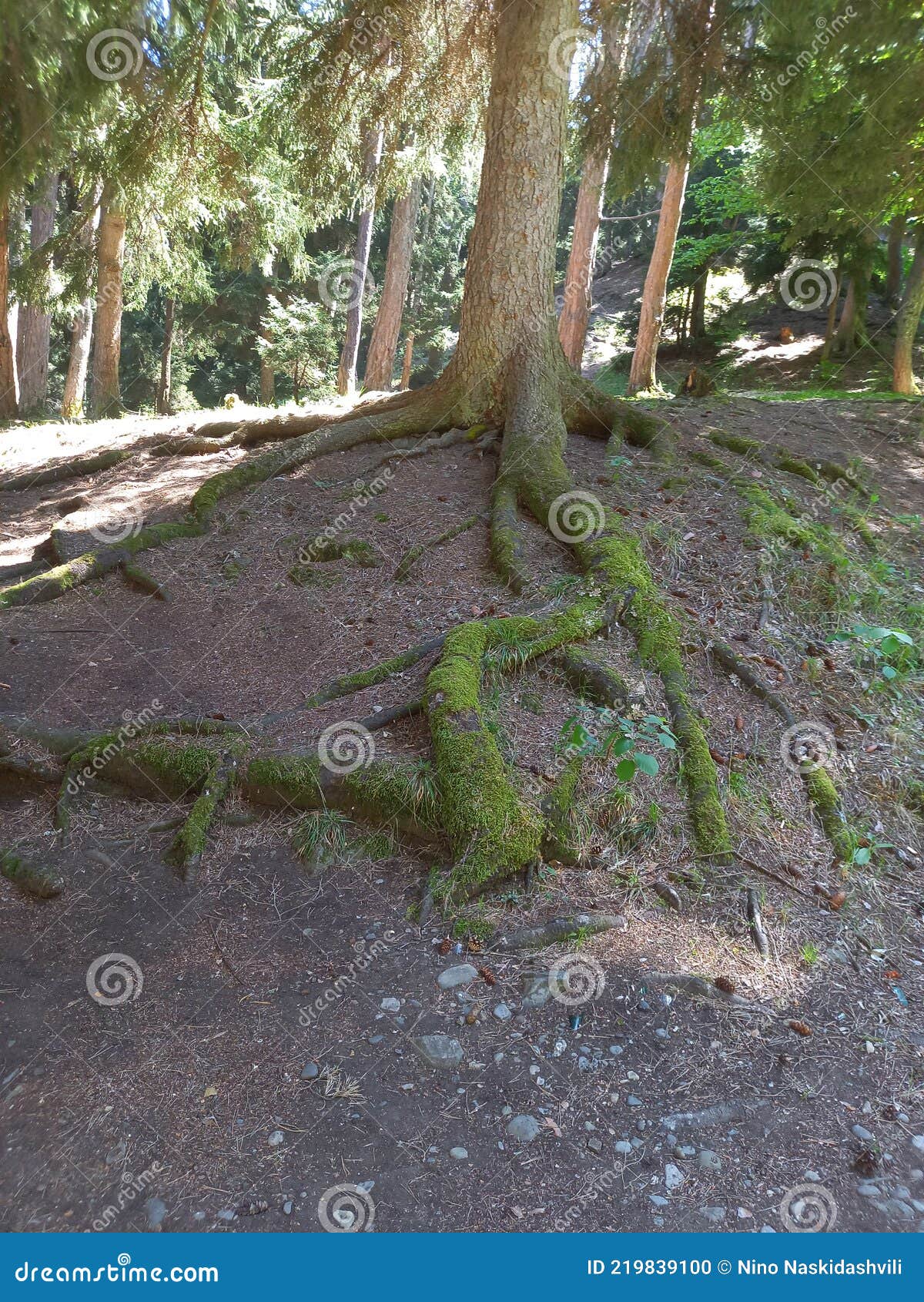 Tree ist very nice stock photo. Image of rock, woodland - 219839100