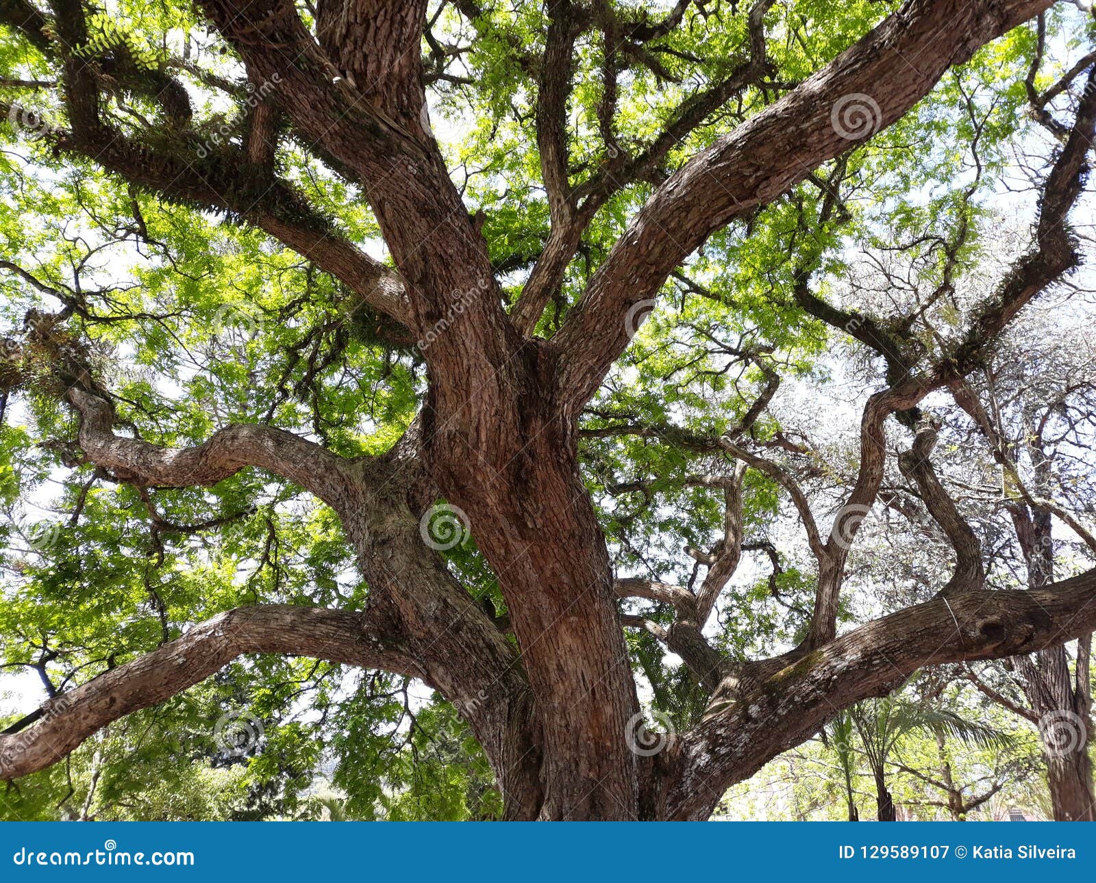 Twigs that look like webs stock image. Image of webs - 129589107
