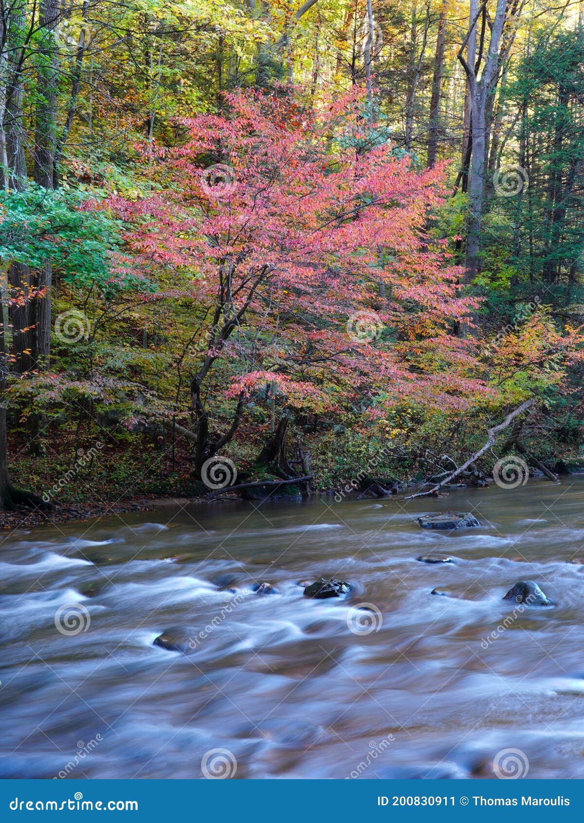 Lone red tree near river stock image. Image of nature - 200830911