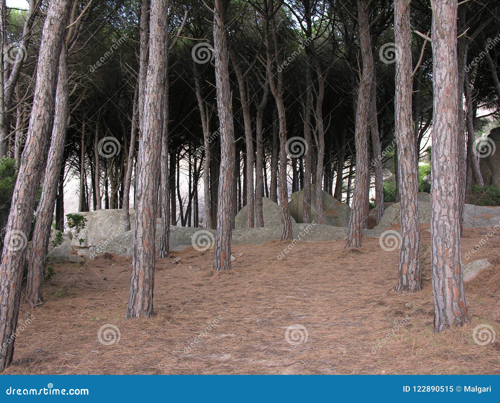 Tree in its forms b stock image. Image of countryside - 122890515