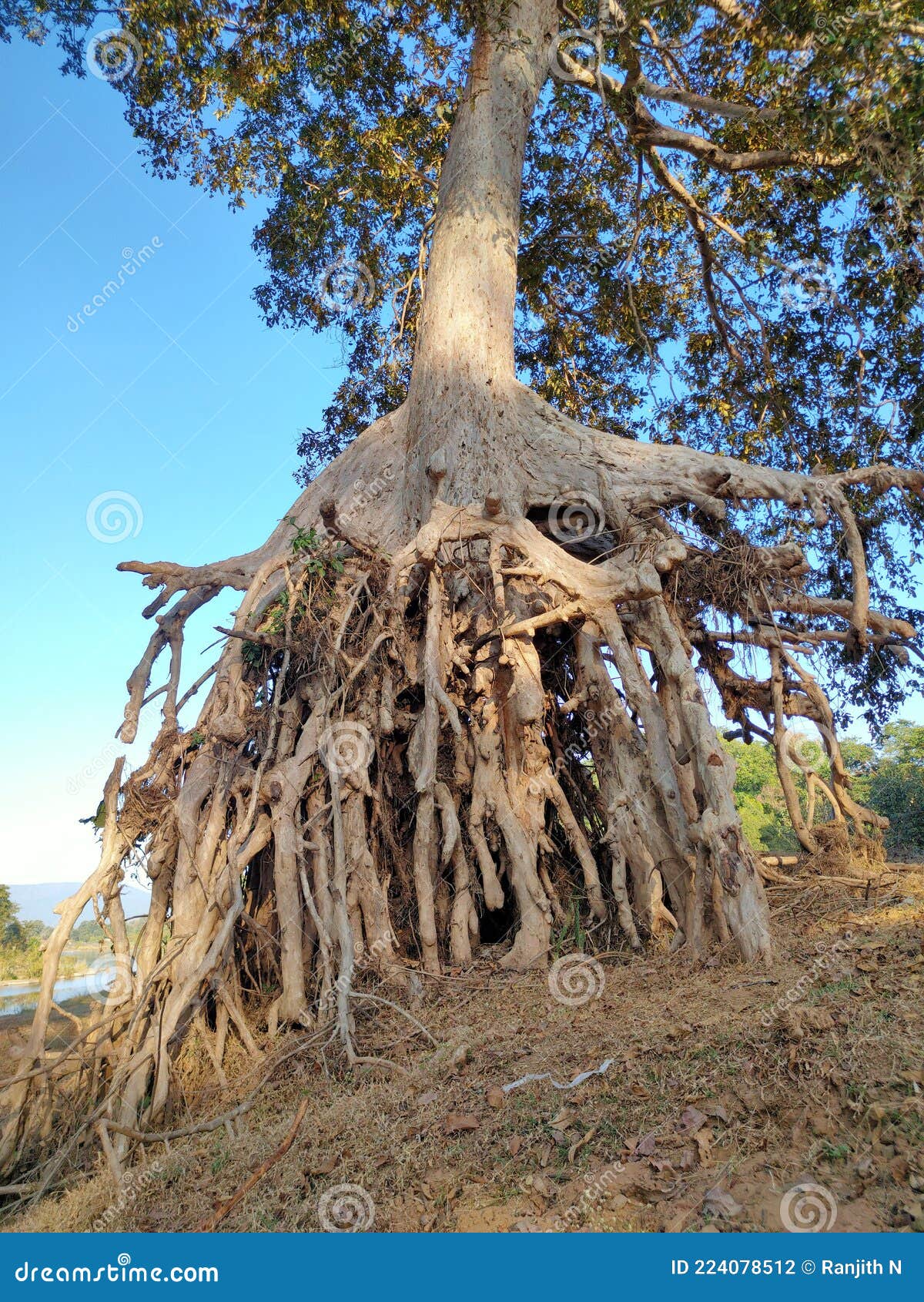 A Tree with Its Root Above the Soil Stock Photo - Image of ground, tree ...