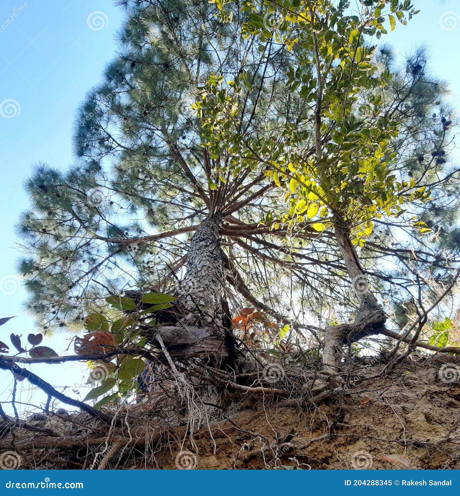 Tree from its roots stock image. Image of roots, greentree - 204288345