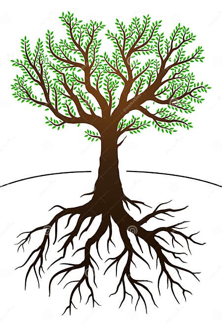 Tree and its roots stock vector. Illustration of roots - 32976158