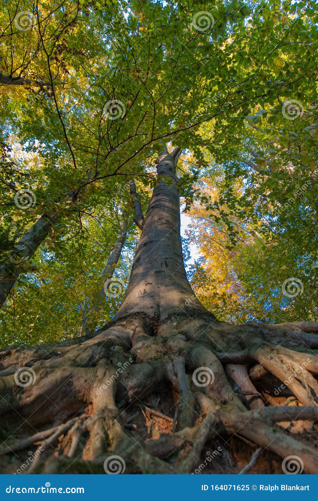 Tree with Its Roots in the Light of the Evening Sun. Stock Image ...