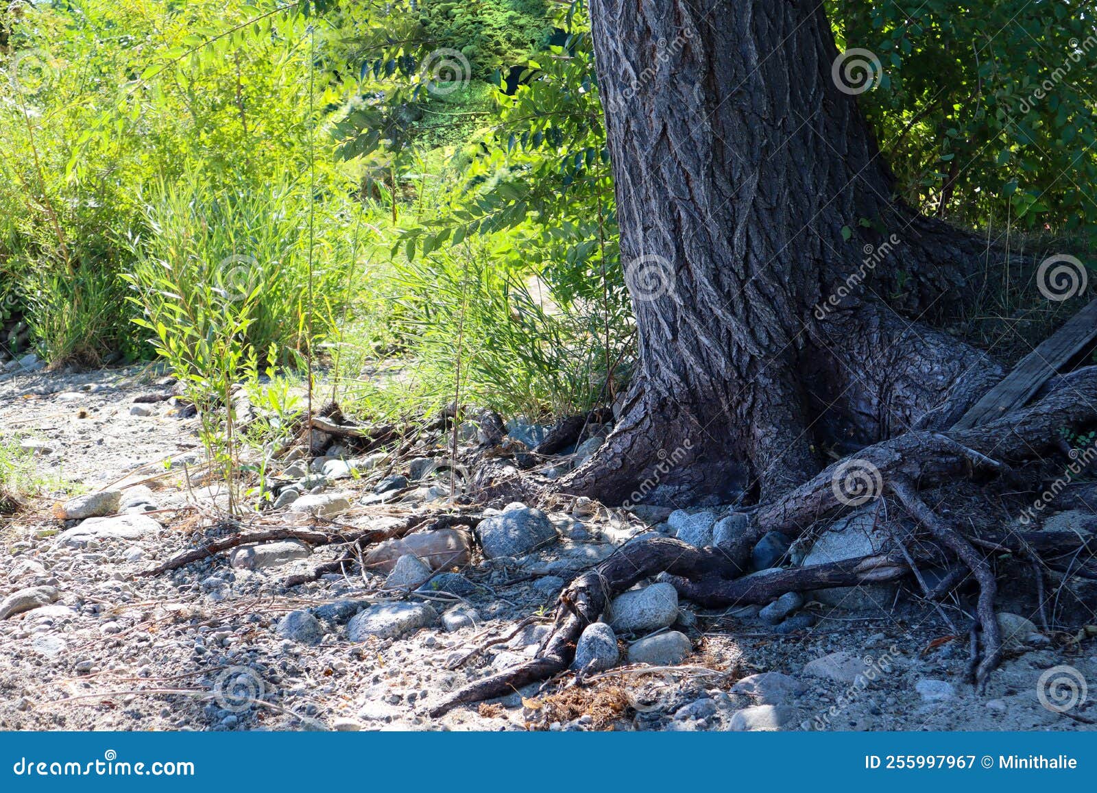A Tree with Its Roots Out the of Ground. Stock Image - Image of ...