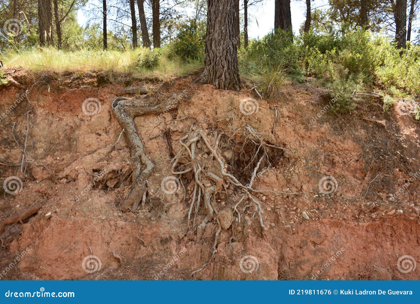 Tree with Its Roots Out of the Ground Stock Photo - Image of ground ...