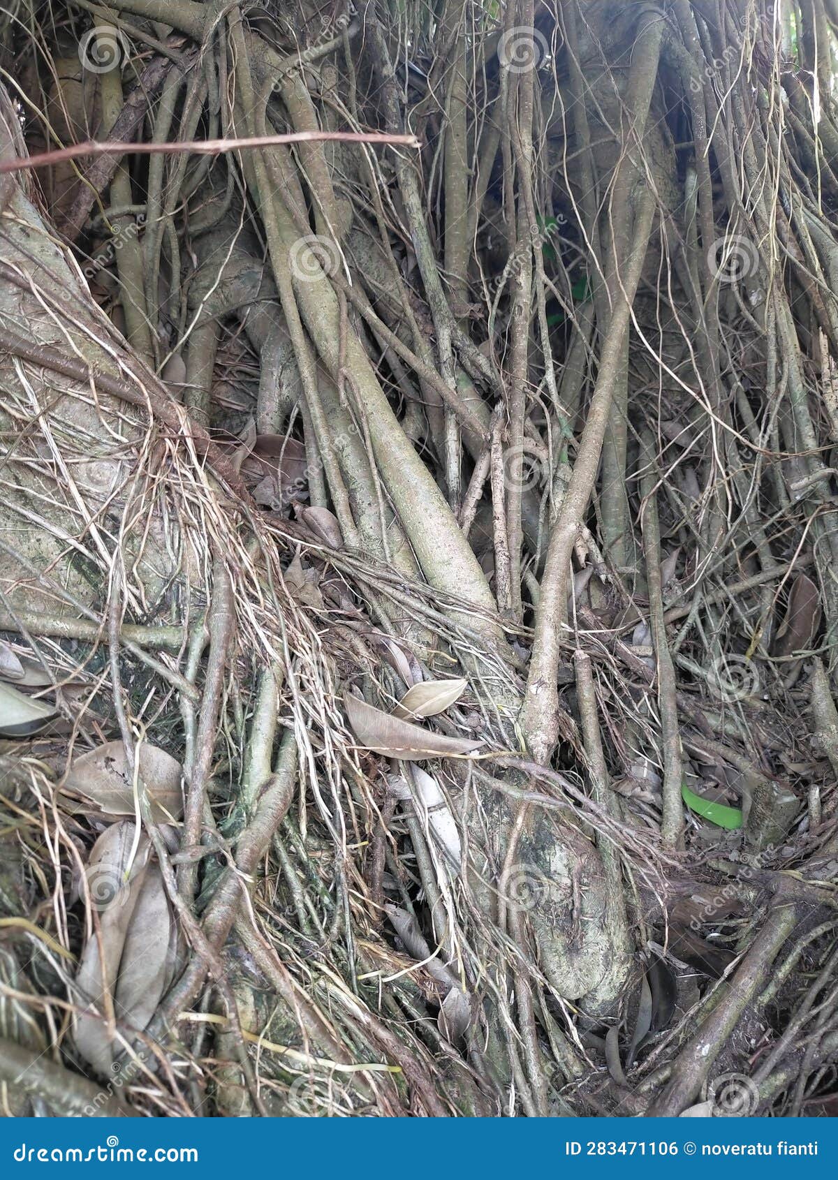A Tree with Its Roots Sticking Out. Roots Piled Up Around the Tree ...