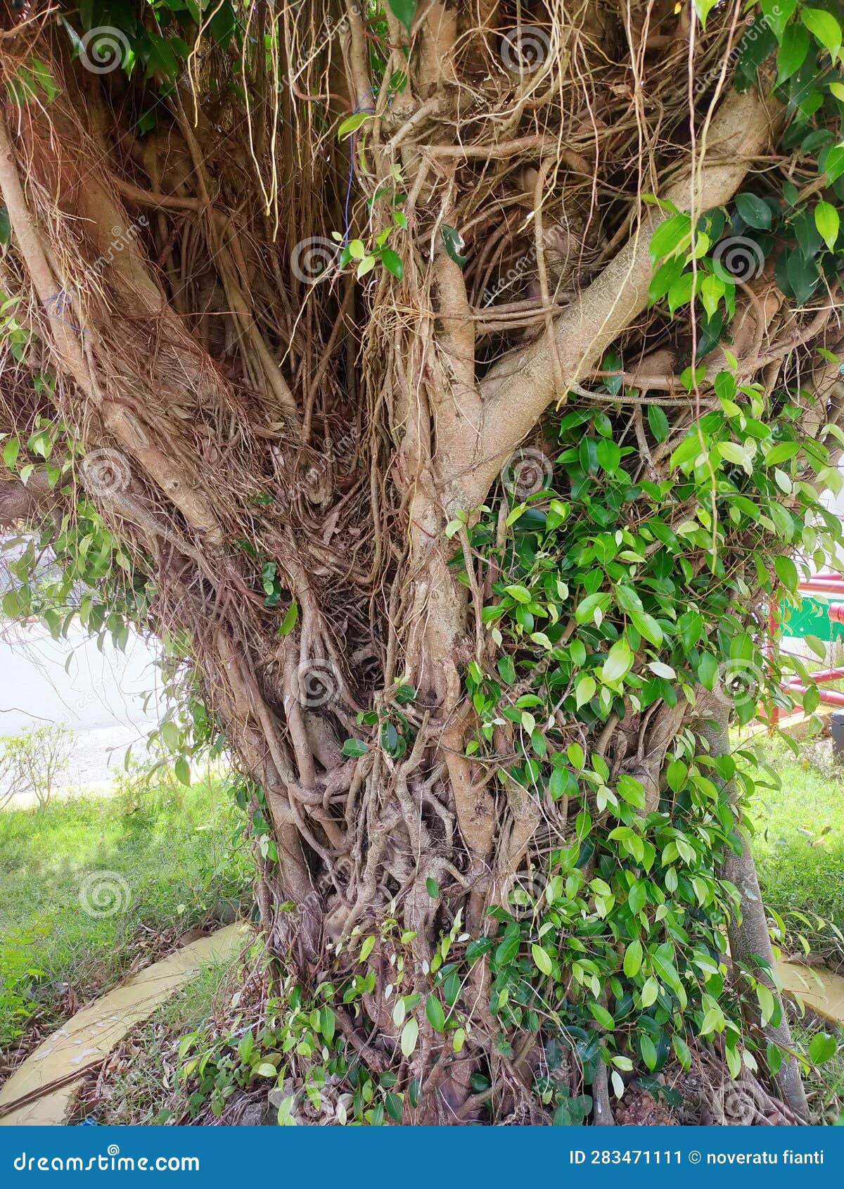 A Tree with Its Roots Sticking Out. Roots Piled Up Around the Tree ...